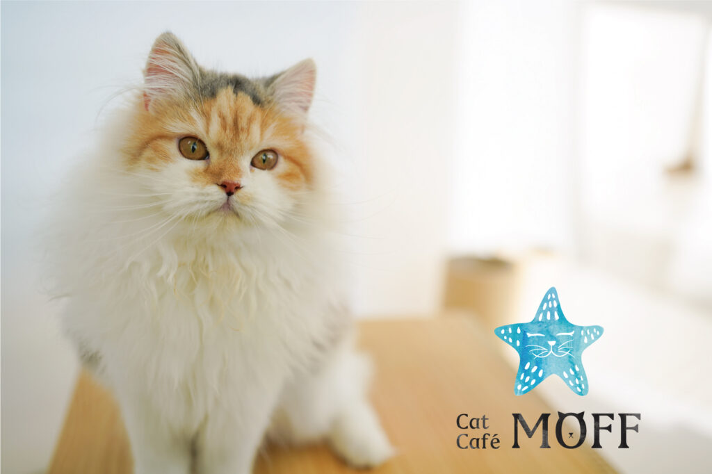 2023年3月31日 新店舗【Cat Café MOFF SHIMINT HIROSHIMA店】オープン！ | 株式会社 MOFF