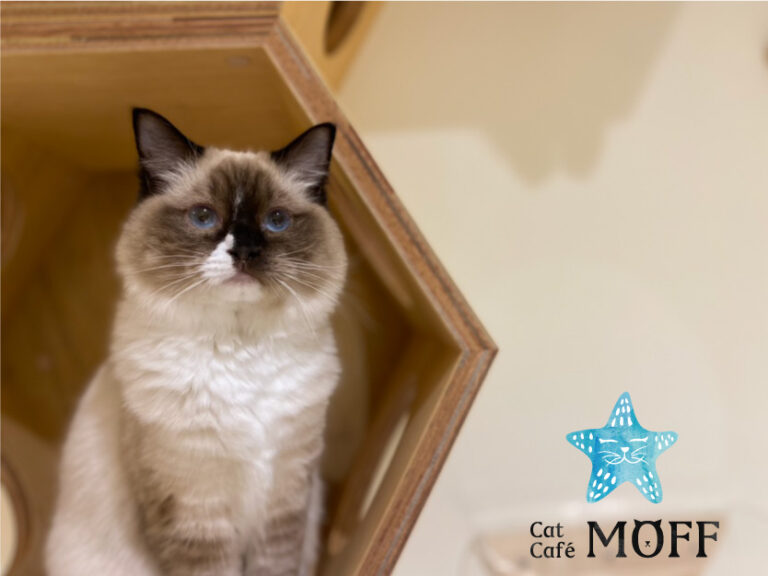 2023年3月3日 新店舗【Cat Café MOFF 天王寺ミオ店】オープン！ | 株式会社 MOFF
