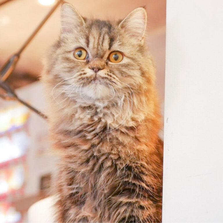 東京｜秋葉原｜猫カフェ｜Cat Café MOFF ヨドバシAkiba店