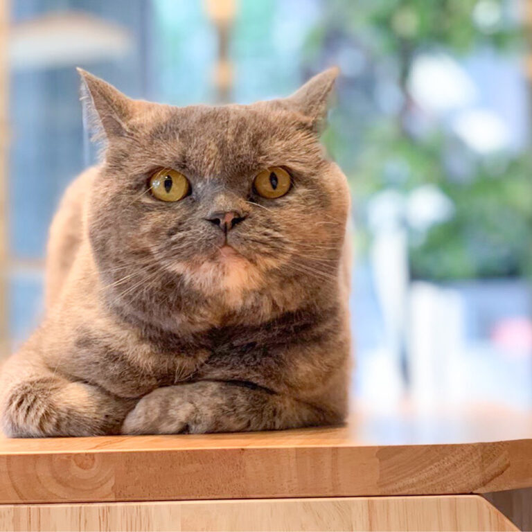 東京｜秋葉原｜猫カフェ｜Cat Café MOFF ヨドバシAkiba店