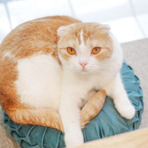 東京｜秋葉原｜猫カフェ｜Cat Café MOFF ヨドバシAkiba店