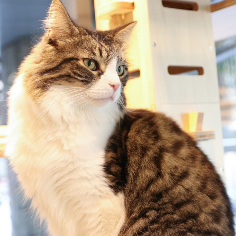 東京｜秋葉原｜猫カフェ｜Cat Café MOFF ヨドバシAkiba店