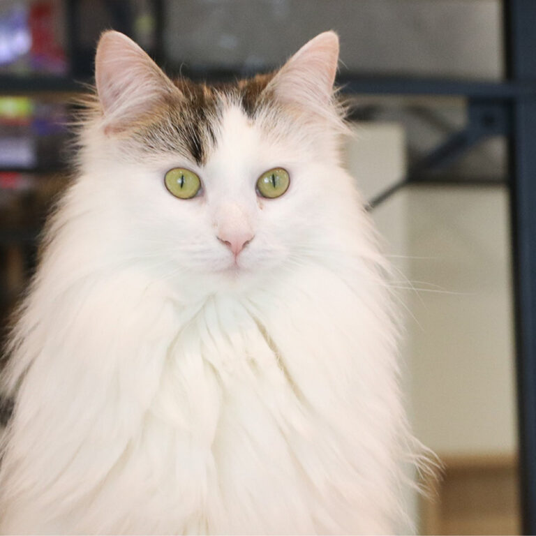 東京｜秋葉原｜猫カフェ｜Cat Café MOFF ヨドバシAkiba店