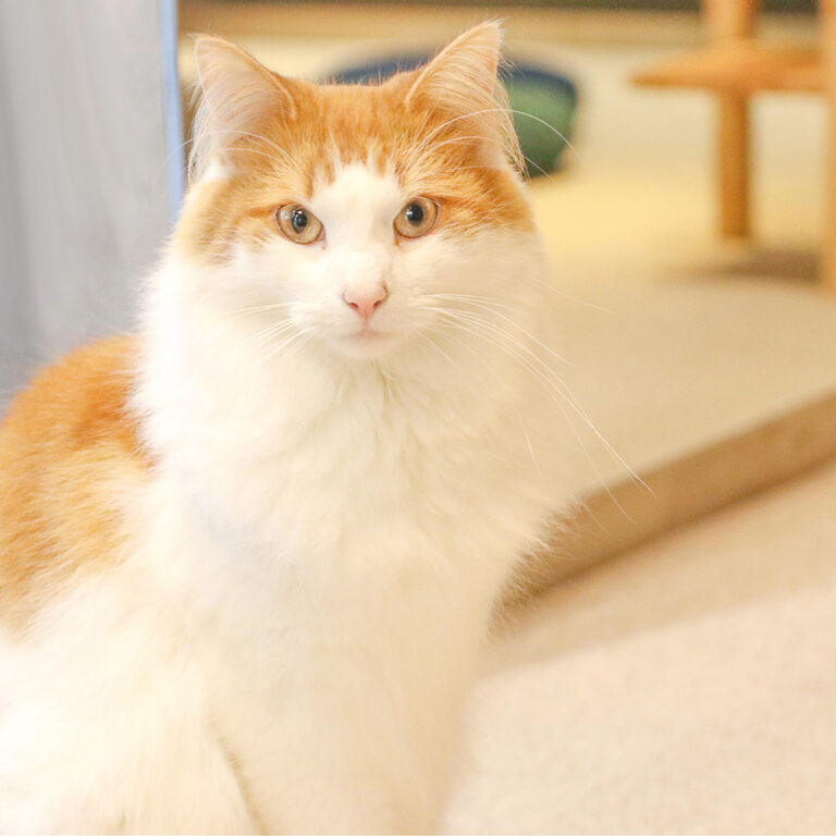 東京｜秋葉原｜猫カフェ｜Cat Café MOFF ヨドバシAkiba店