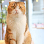 東京｜秋葉原｜猫カフェ｜Cat Café MOFF ヨドバシAkiba店