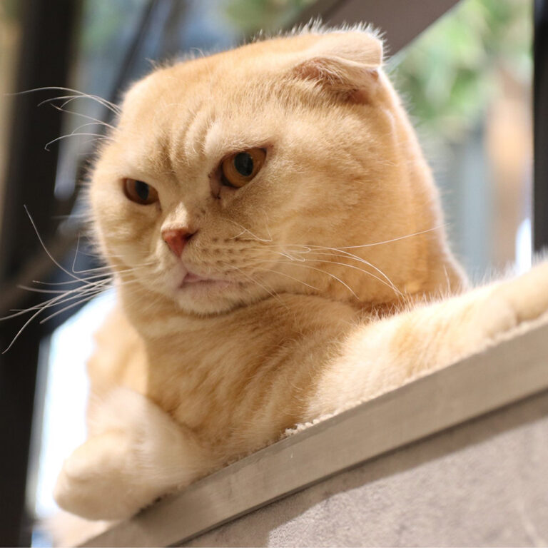 東京｜秋葉原｜猫カフェ｜Cat Café MOFF ヨドバシAkiba店