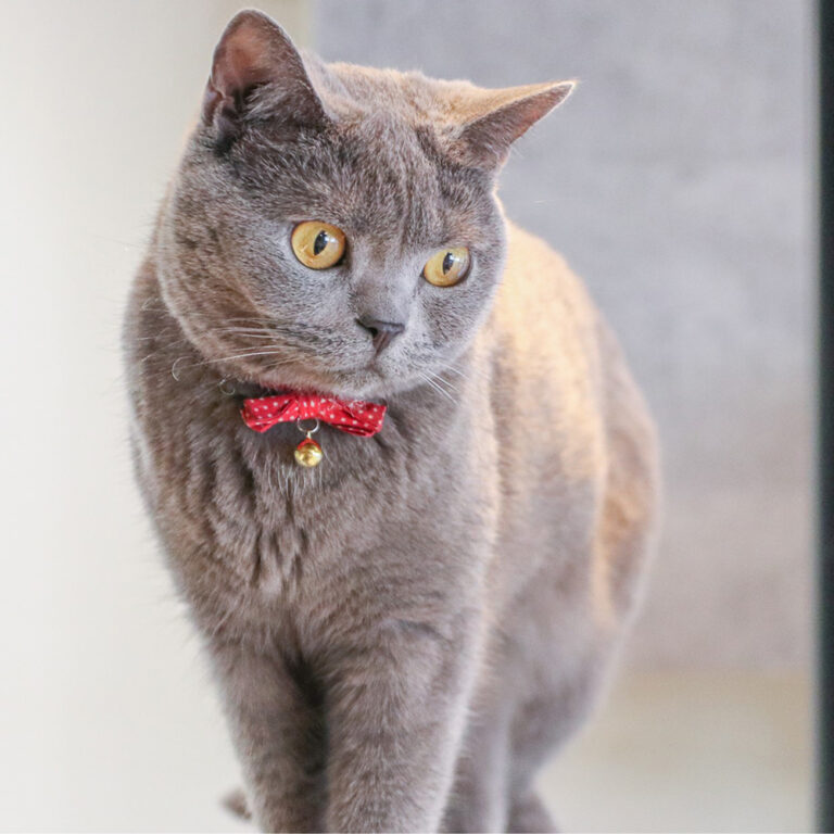 東京｜秋葉原｜猫カフェ｜Cat Café MOFF ヨドバシAkiba店