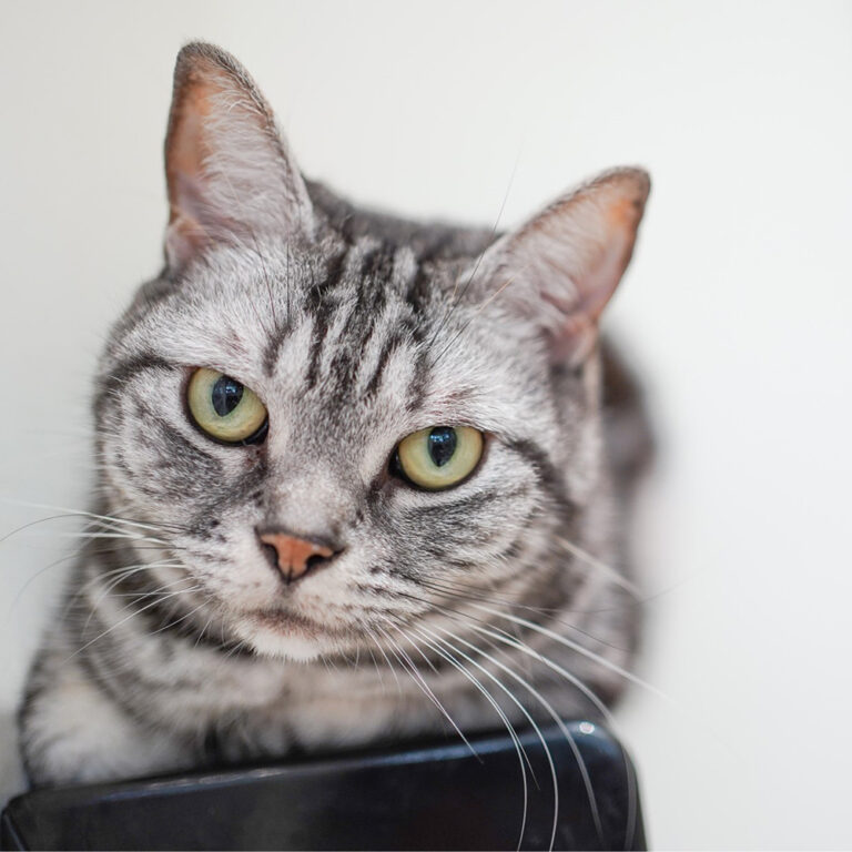 東京｜秋葉原｜猫カフェ｜Cat Café MOFF ヨドバシAkiba店