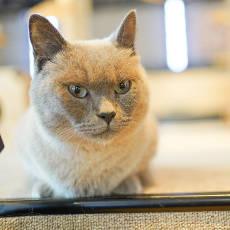 東京｜秋葉原｜猫カフェ｜Cat Café MOFF ヨドバシAkiba店