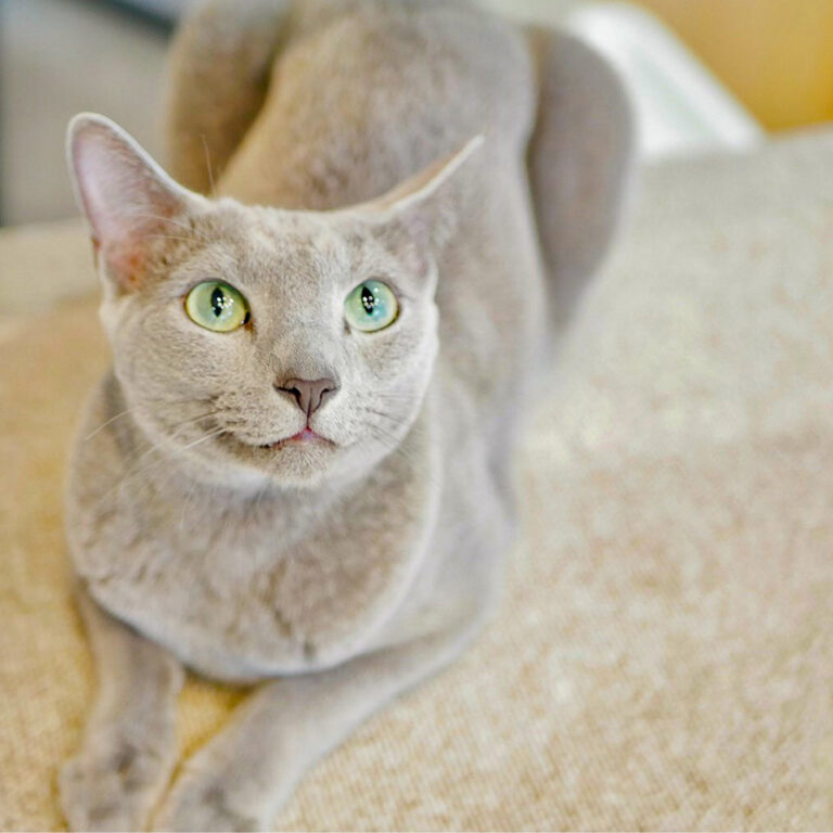 東京｜秋葉原｜猫カフェ｜Cat Café MOFF ヨドバシAkiba店