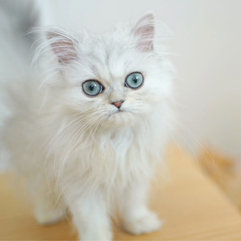 東京｜秋葉原｜猫カフェ｜Cat Café MOFF ヨドバシAkiba店