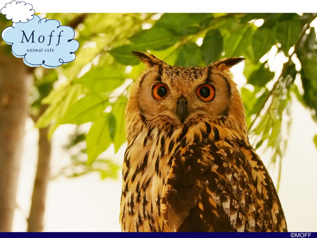 Moff animal cafe｜モフアニマルカフェ｜モフ動物カフェ
