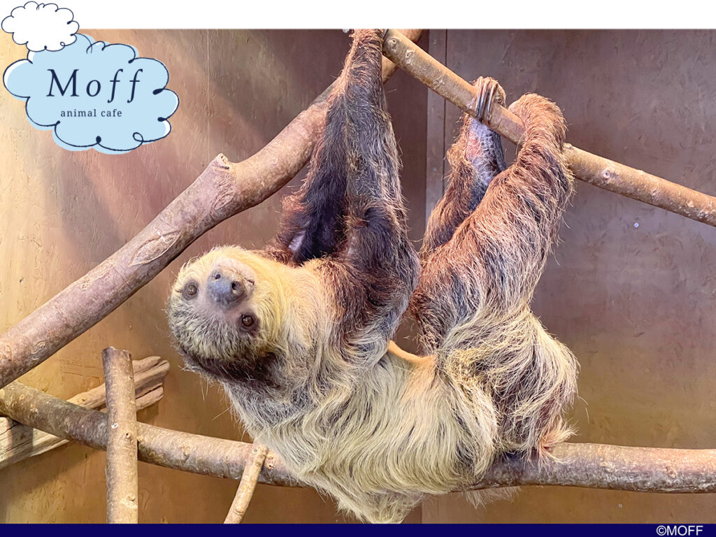 広島｜動物カフェ｜Moff animal cafe アルパーク店