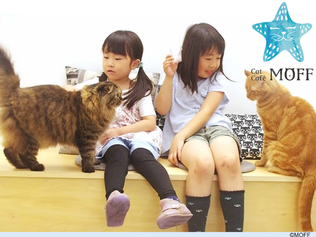 町田｜猫カフェ｜Moff animal cafe グランベリーパーク店