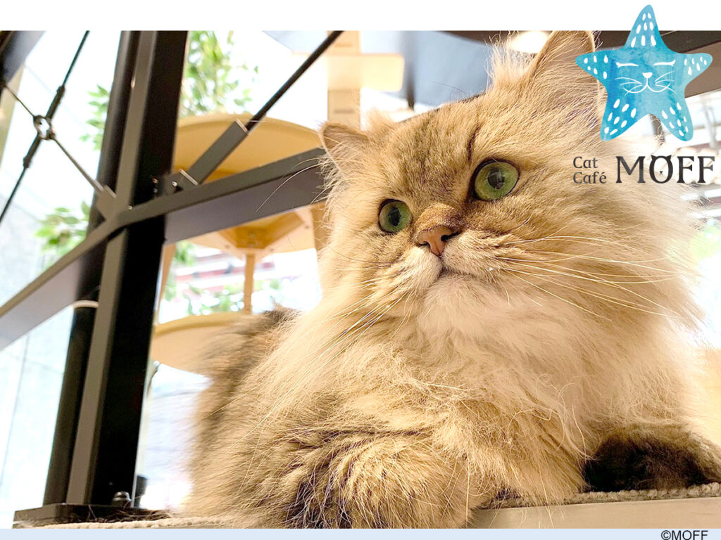 倉敷｜猫カフェ｜Moff animal cafe アリオ倉敷店