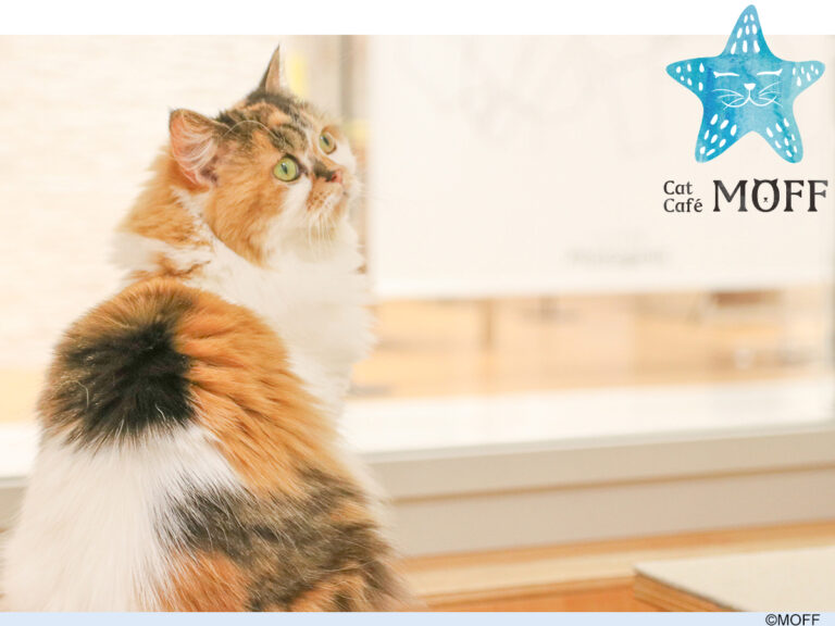埼玉 | 菖蒲｜猫カフェ｜Cat Café MOFF モラージュ菖蒲店