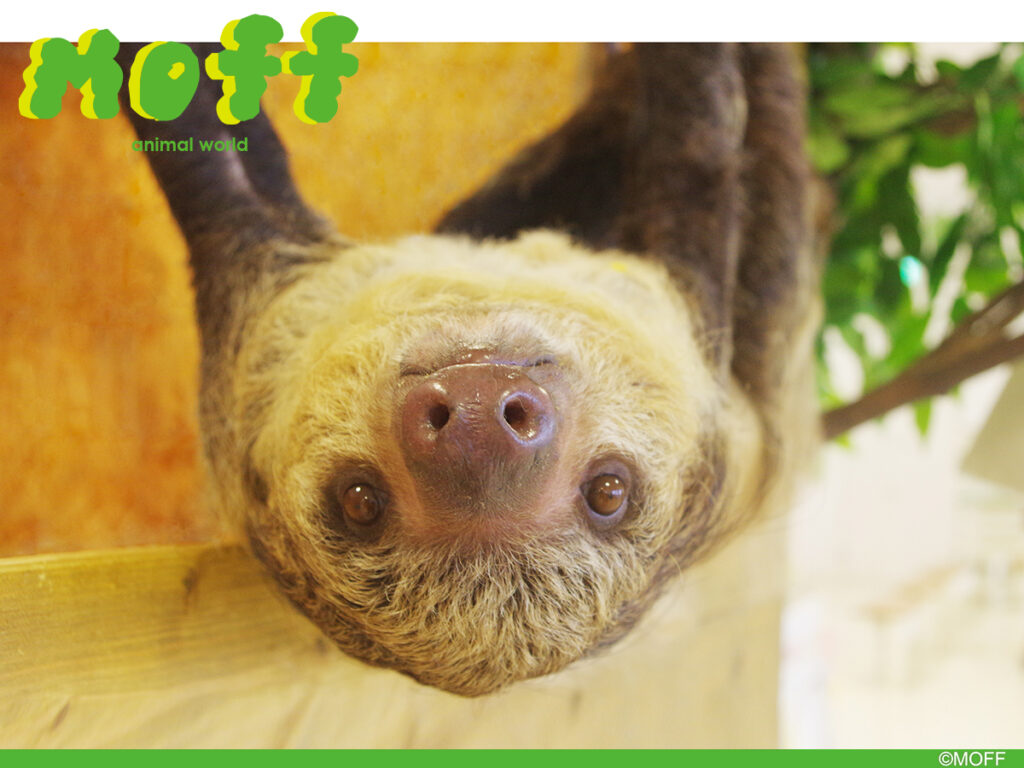 Moff animal world｜モフアニマルワールド｜MOFF（モフ）動物園