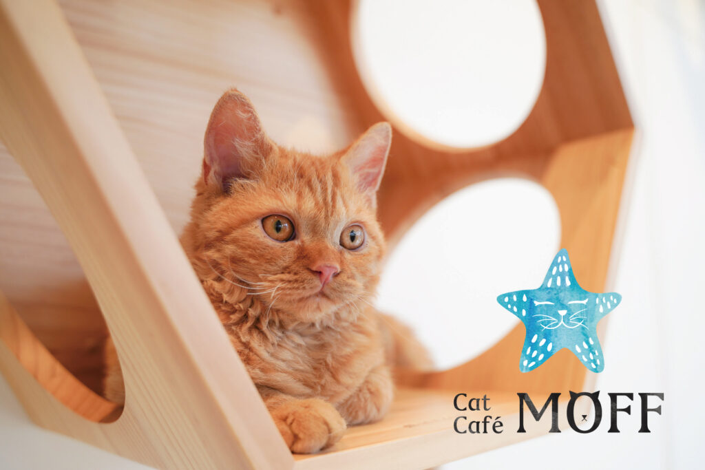 2023年12月21日（木） 新店舗【Cat Café MOFF イオンモール広島府中店】オープン！ | 株式会社 MOFF