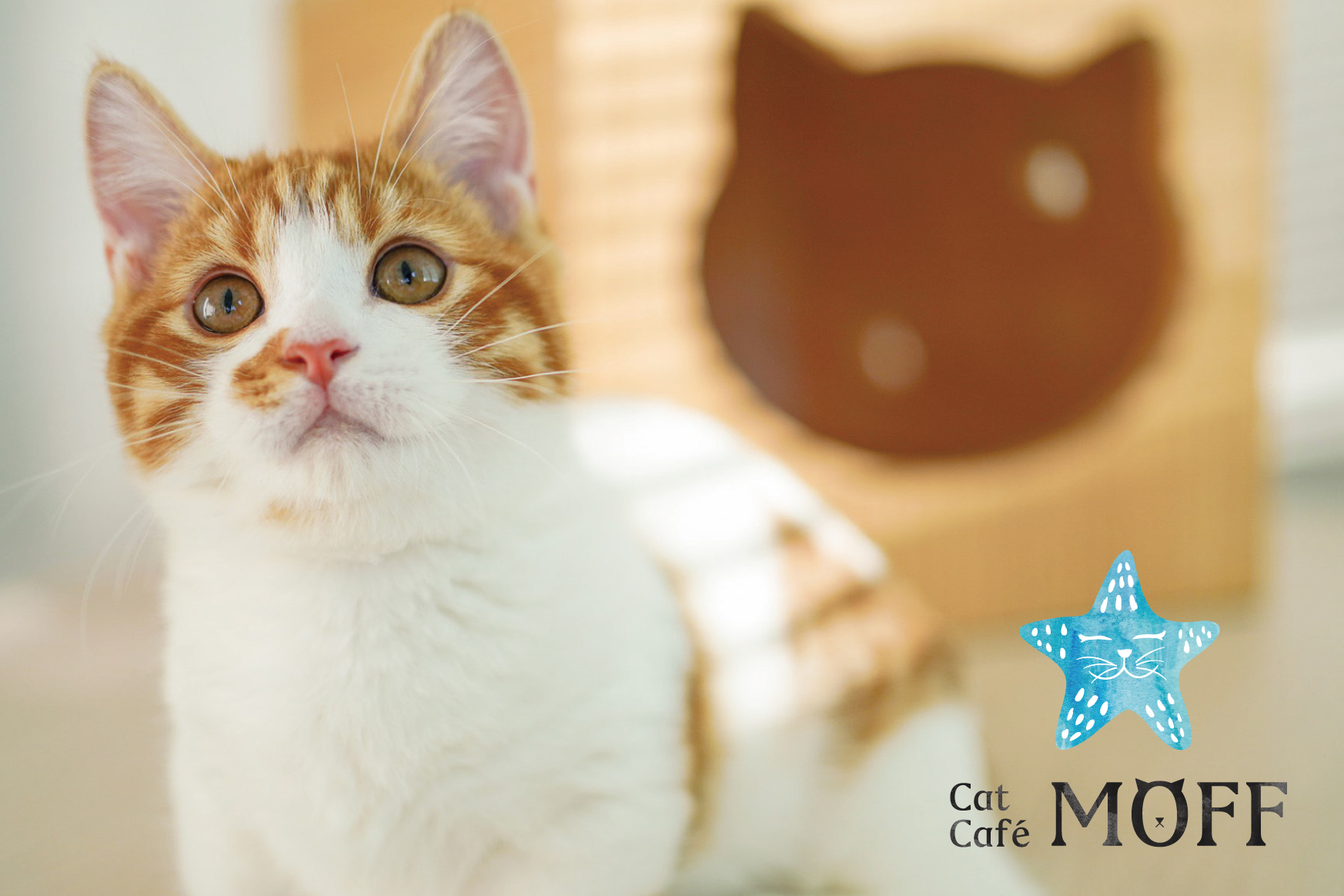 2023年12月14日（木） 新店舗【Cat Café MOFF つかしん店】オープン！ | 株式会社 MOFF