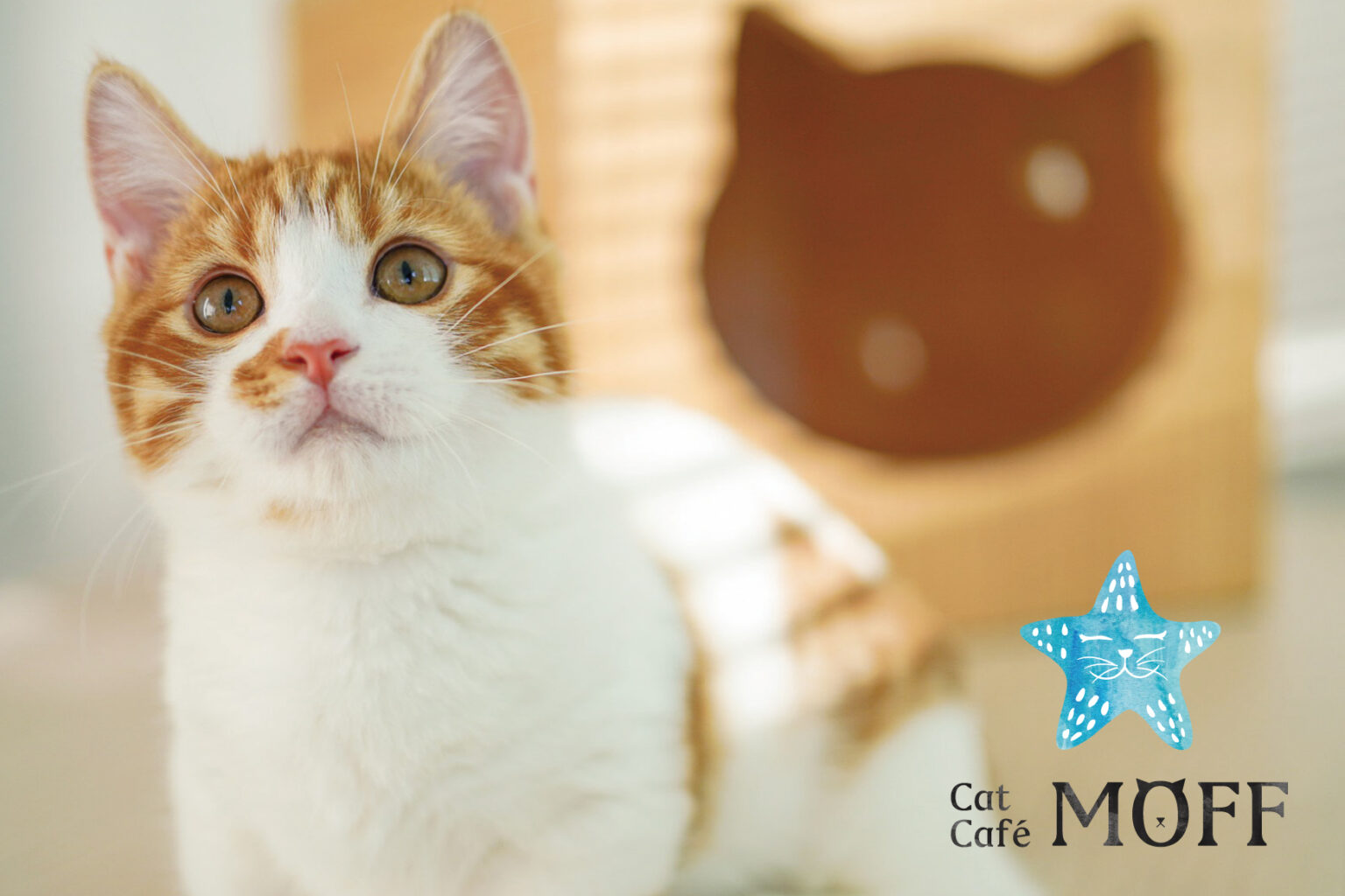 2023年12月14日（木） 新店舗【Cat Café MOFF つかしん店】オープン！ | 株式会社 MOFF