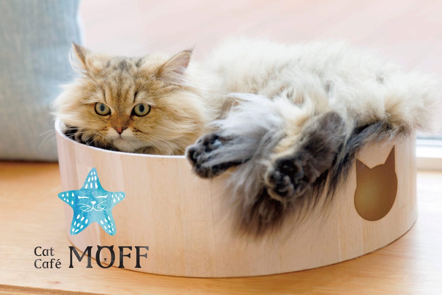 2024年4月18日（木） 新店舗【Cat Café MOFF 仙台PARCO店】オープン！ | 株式会社 MOFF