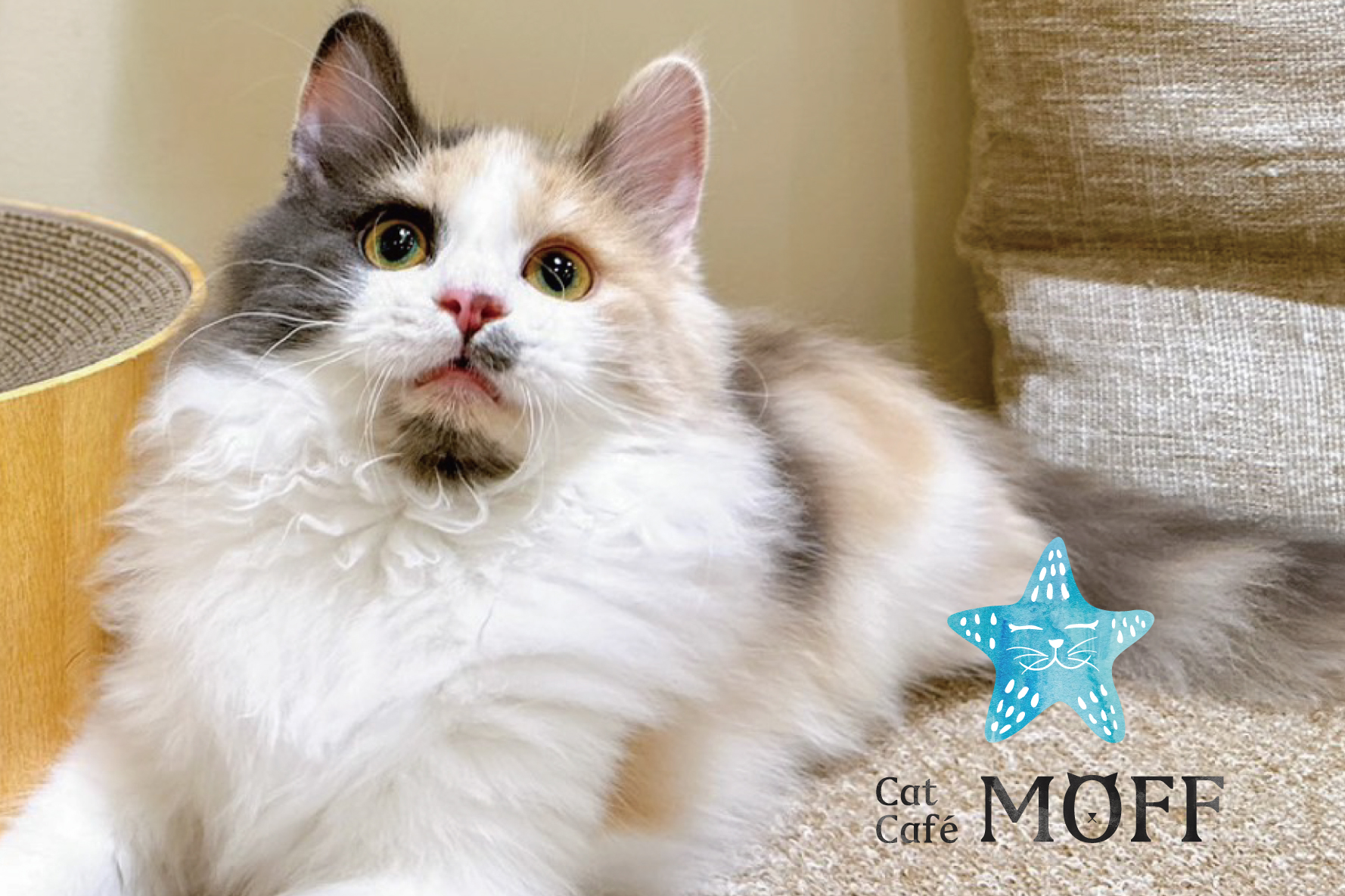 2024年4月23日（火） 新店舗【Cat Café MOFF コースカベイサイドストアーズ店】オープン！ | 株式会社 MOFF