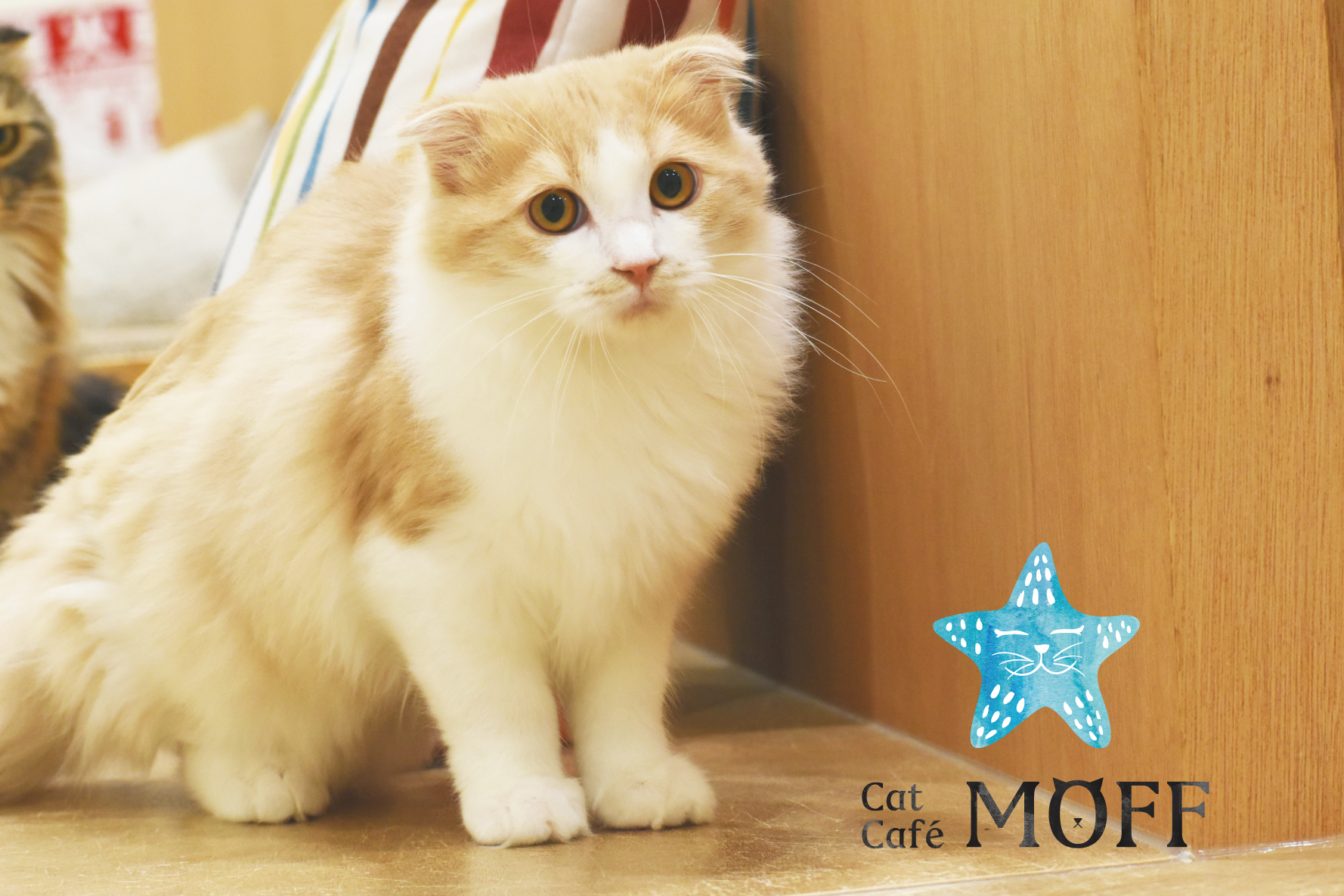 2024年4月25日（木） 新店舗【Cat Café MOFF イオンモールナゴヤドーム前店】オープン！ | 株式会社 MOFF