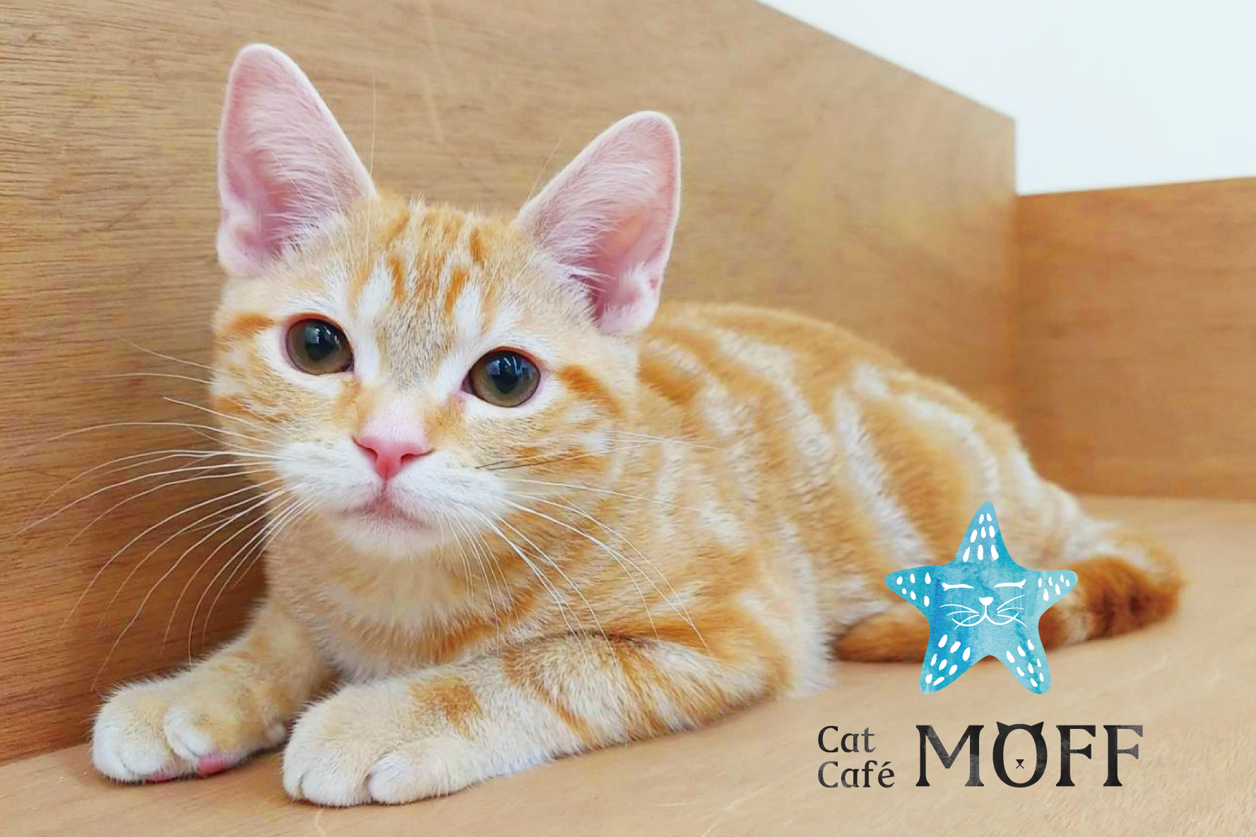 2024年4月19日（金） 新店舗【Cat Café MOFF コクーンシティさいたま新都心店】オープン！ | 株式会社 MOFF