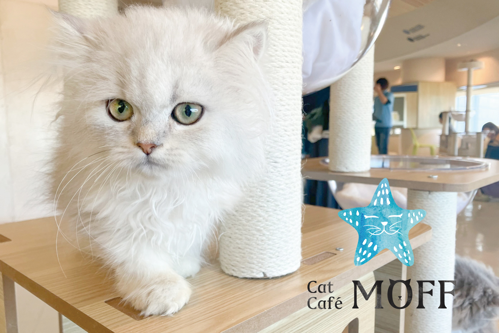 2024年4月19日（金）に新店舗【Cat Café MOFF パールリッジセンター店】オープン！ | 株式会社 MOFF