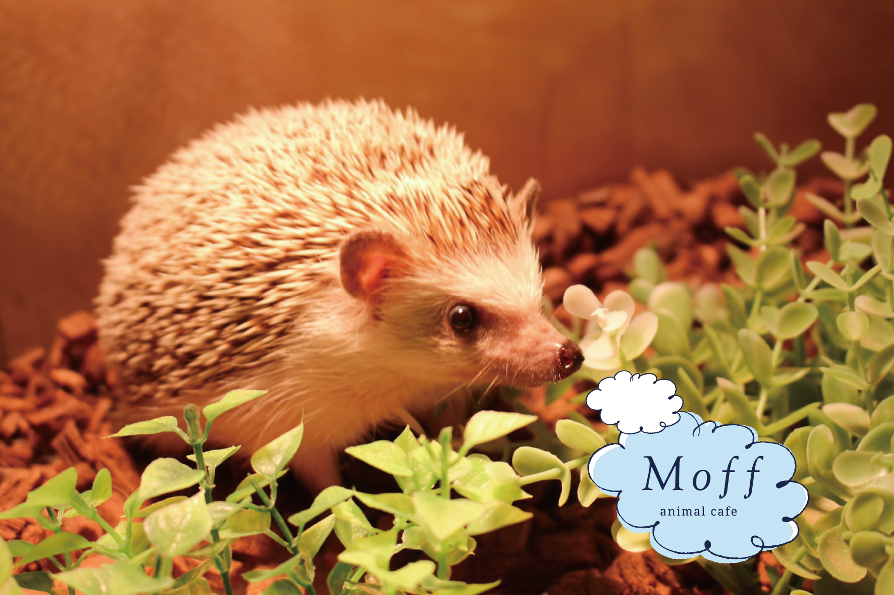 2024年7月18日（木） 新店舗【Moff animal cafe 海老名ビナウォーク店】オープン！ | 株式会社 MOFF