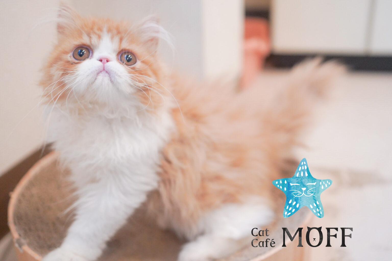 2024年7月11日（木） 新店舗【Cat Café MOFF イオンモール浜松志都呂店】オープン！ | 株式会社 MOFF