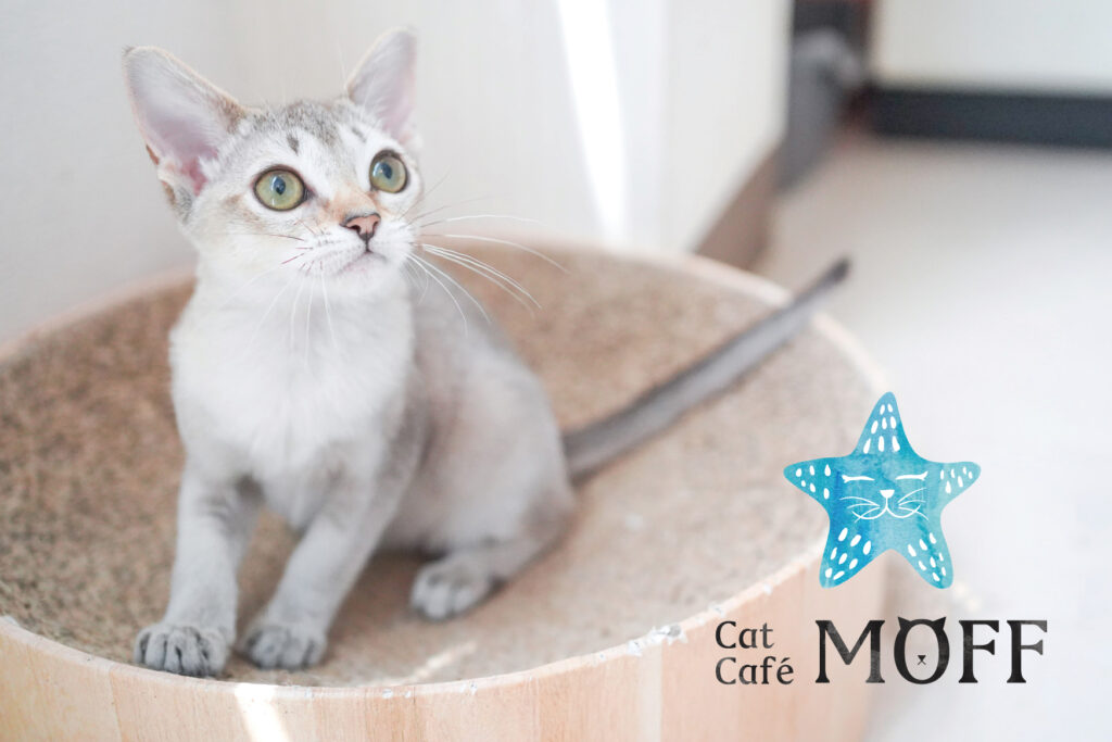 2024年9月6日（金） 新店舗【Cat Café MOFF 枚方モール店】グランドオープン！ | 株式会社 MOFF