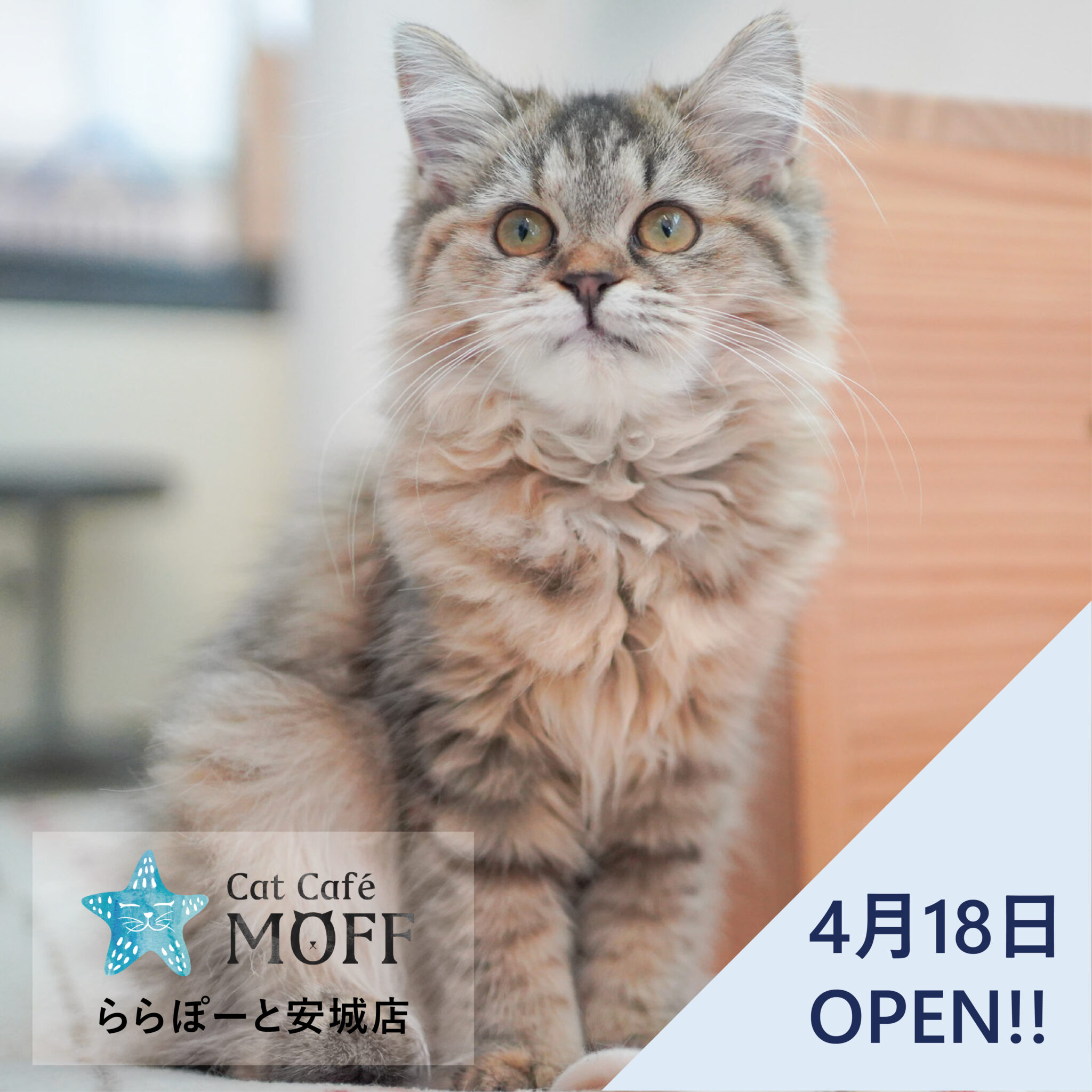 2025年4月18日（金）新店舗『Cat Café MOFF』と『Moff animal cafe』が、 ららぽーと安城にオープン ...