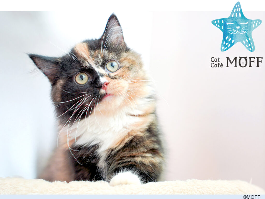 長野｜Cat Café MOFF イオンモール須坂店